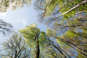 Bildagentur | mauritius images | Forest, treetops, from below