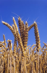 Bildagentur | mauritius images | Meadow, cornflowers, Centaurea cyanus ...