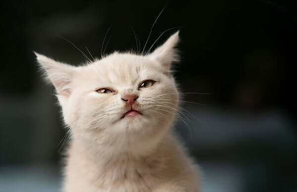 kitten making funny face