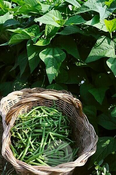 Bildagentur | mauritius images | Frisch geerntete grüne Bohnen im Korb