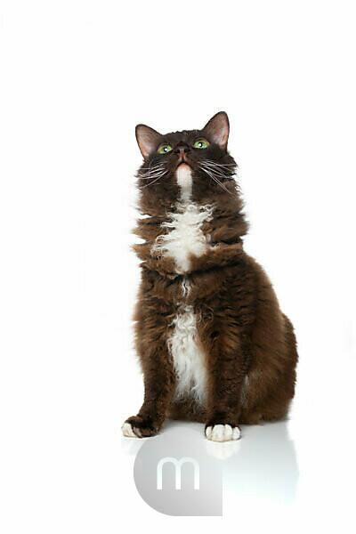 Chocolate Tortoiseshell And White Cat