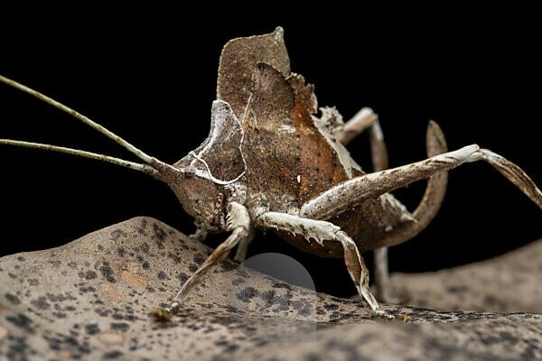 Leaf Katydid An Excellent Leaf Mimic From The Malaysian Rainforests