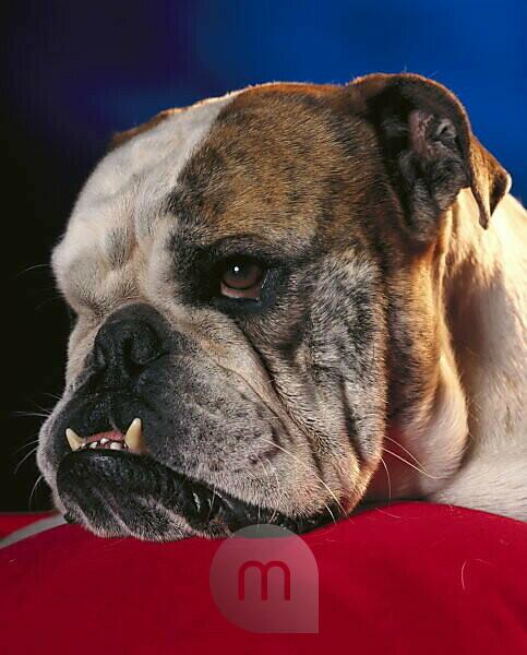 Bildagentur | mauritius images | Englische Bulldogge, Porträt Säugetier ...