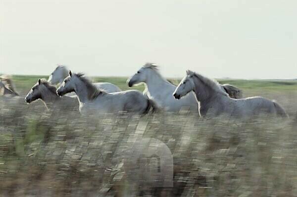 Wilde Pferde Im Galopp