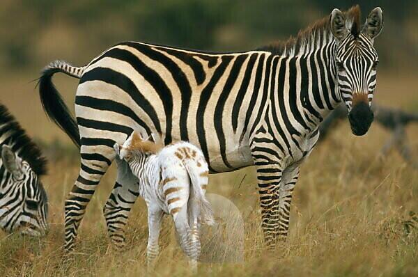 Albino Zebra Foal