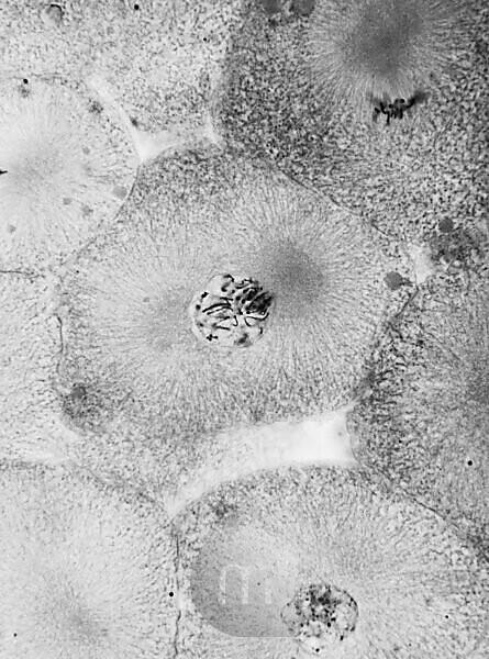 Centrioles Electron Micrograph