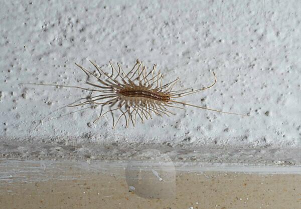 centipede greece