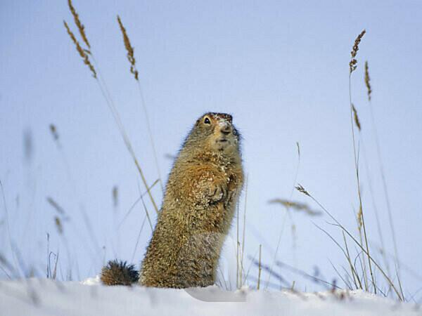 Arctic Ground Squirrel In Snow