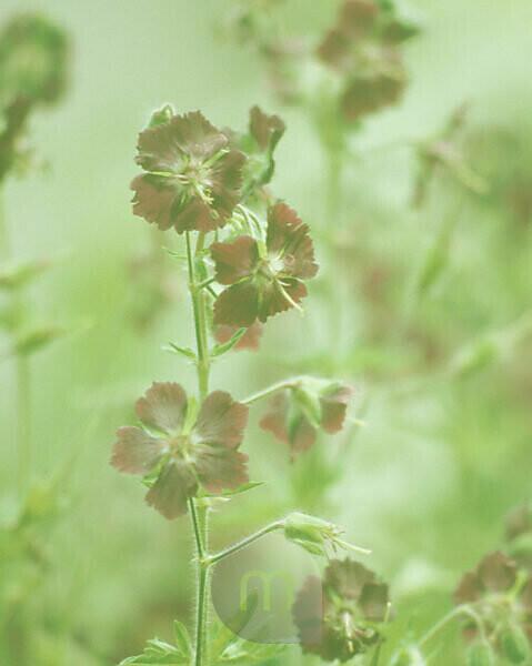 Mourning Widow Plant