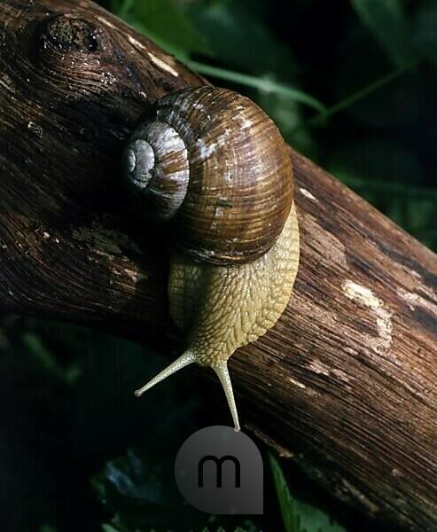 Bildagentur | mauritius images | Branch, Snail, Helix pomatia Animals ...