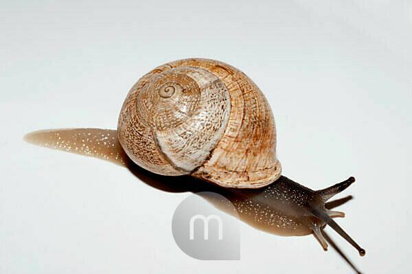 South African Garden Snails Edible | Fasci Garden