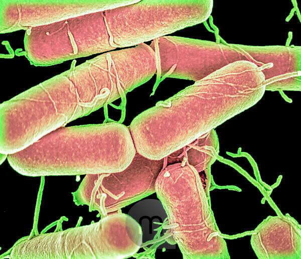 Bacillus Subtilis Shape