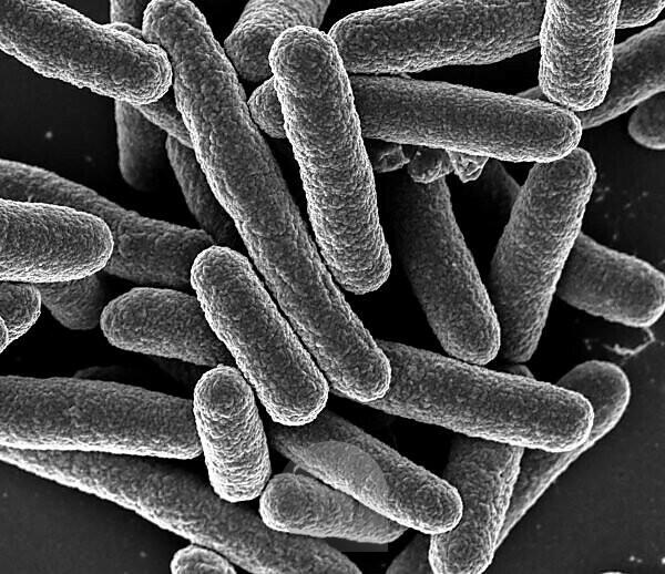 E Coli Micrograph
