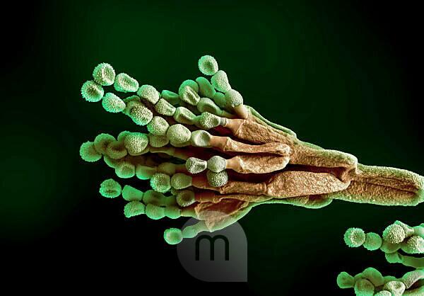 Penicillium Chrysogenum Penicilina