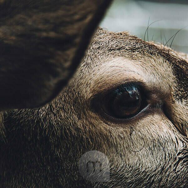 Bildagentur | mauritius images | Red deer, detail, eye, close-up