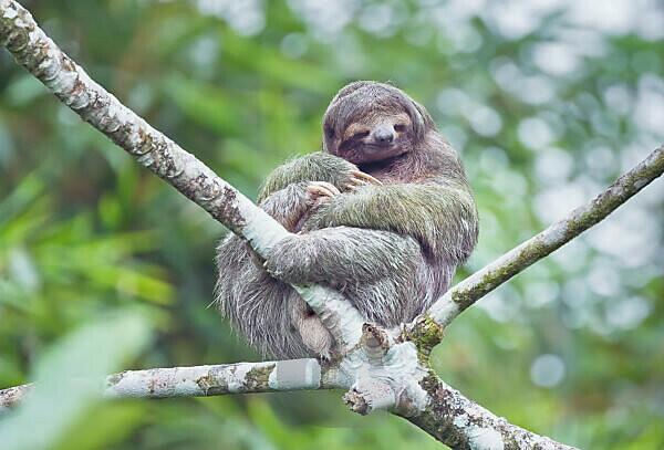 Sloth Sitting
